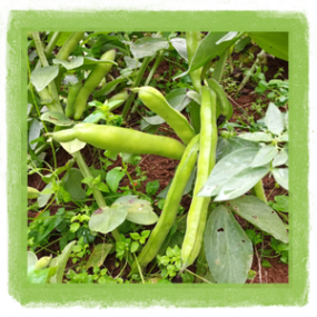 Povrće – Uberi ovo